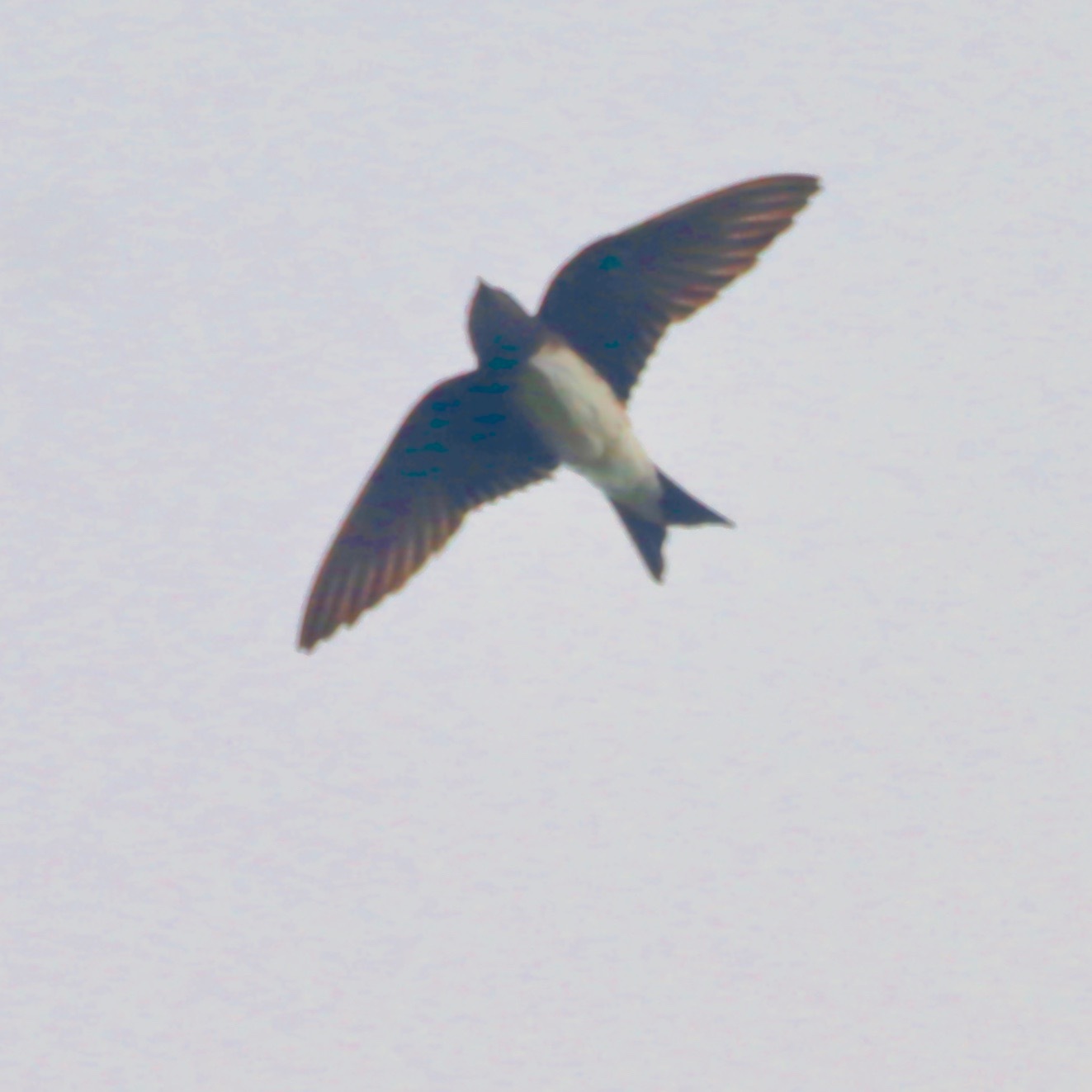 Progne dominicensis (Gmelin, 1789)