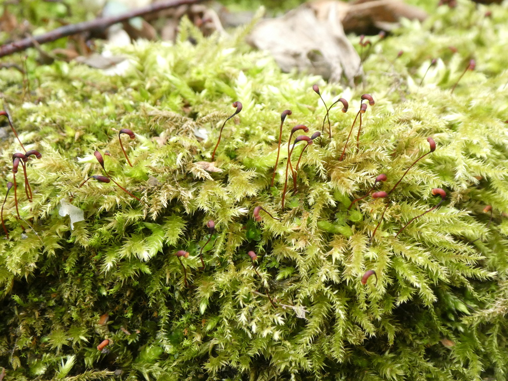 Rough-stalked Feather-moss from Durham Botanic Garden, Durham, UK on ...