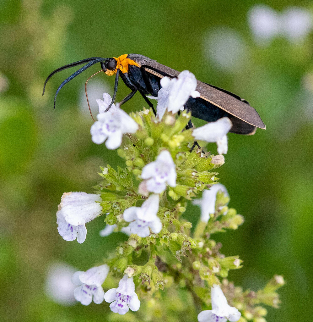 Yellow-collared Scape Moth from North Pawlet, VT on August 19, 2022 at ...