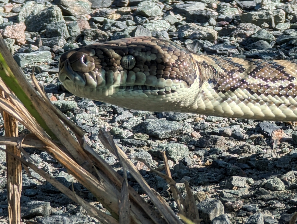 Coastal Carpet Python from Brisbane Airport QLD 4008, Australia on ...