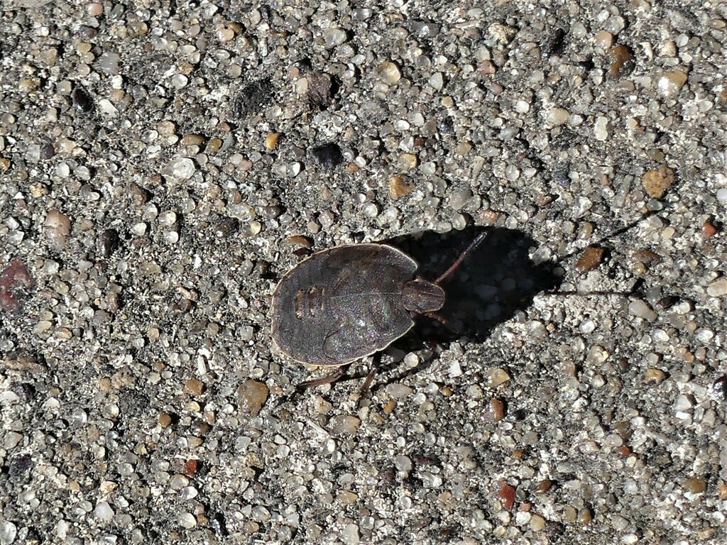 Elf Shoe Stink Bug from Richardson, TX, USA on March 10, 2023 at 03:10 ...