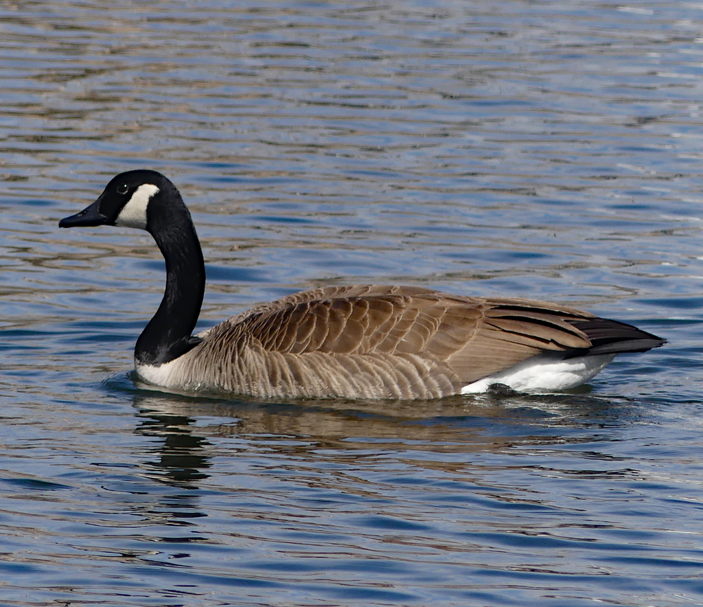 Canada Goose from West Westminster, Westminster, CO, USA on March 13 ...