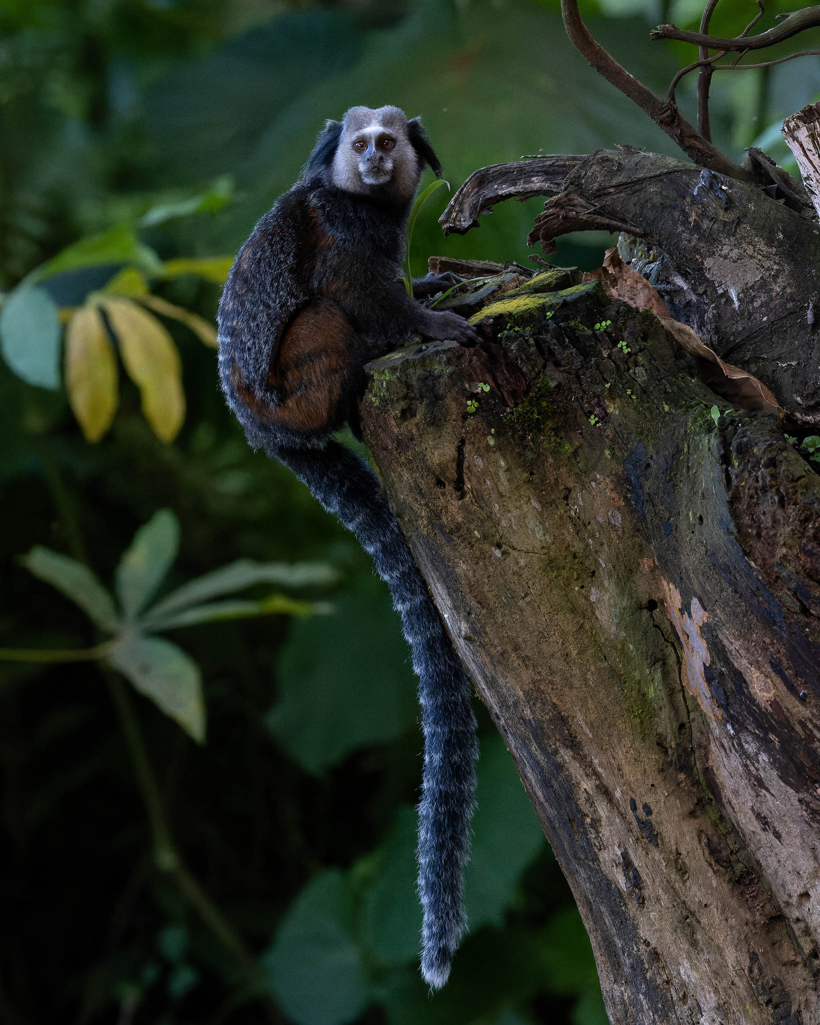 Callithrix kuhlii Coimbra-Filho, 1985