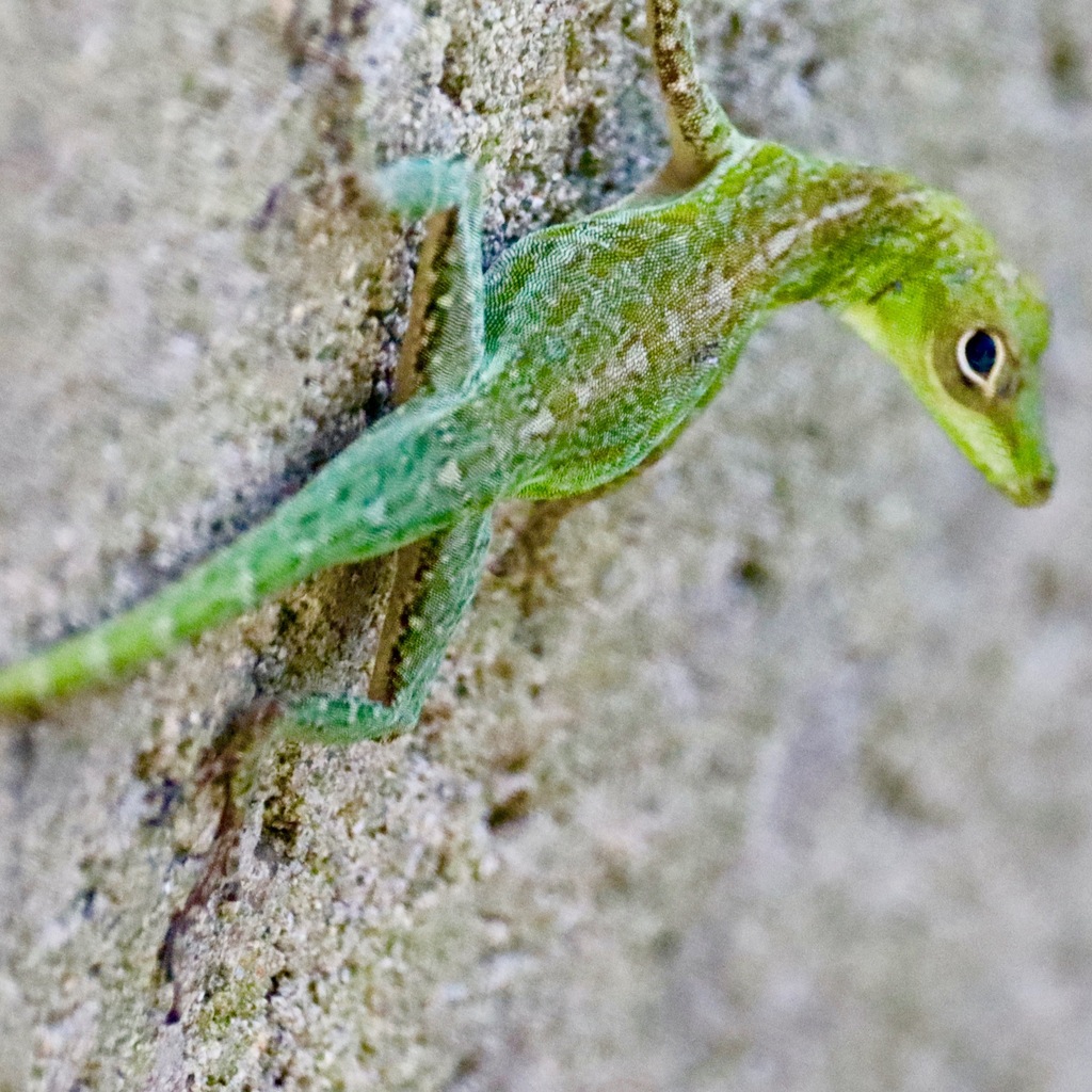 Emerald anole from Cubuy, Canóvanas, Puerto Rico on March 9, 2023 by ...