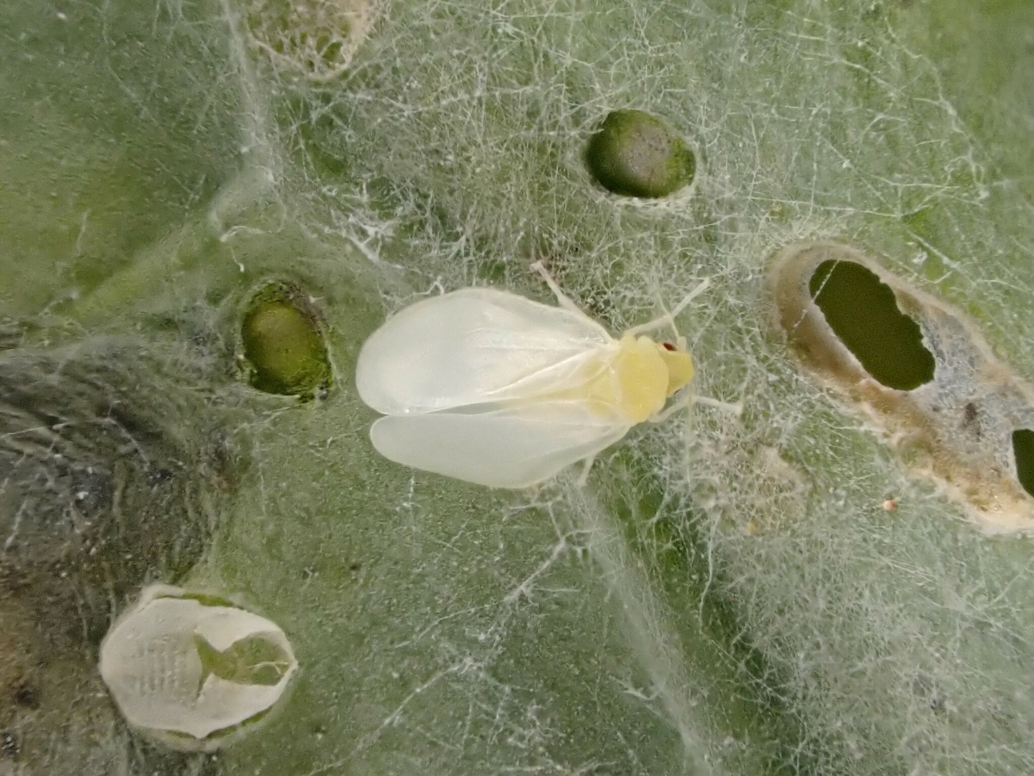Aleyrodes proletella (Linnaeus, 1758)