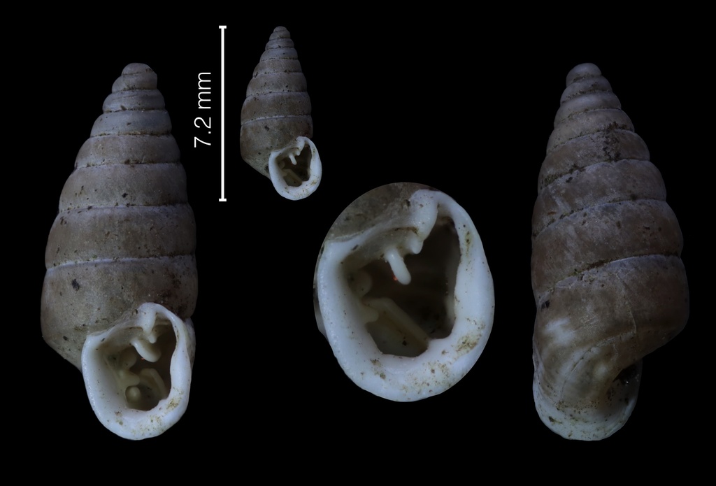 Granaria variabilis in March 2023 by Romain Dupraz · iNaturalist