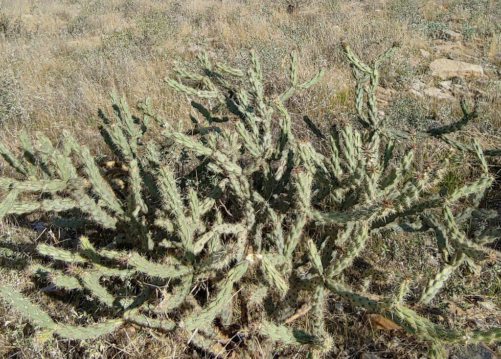 tree cholla from Pima County, AZ, USA on March 18, 2021 at 09:47 AM by ...