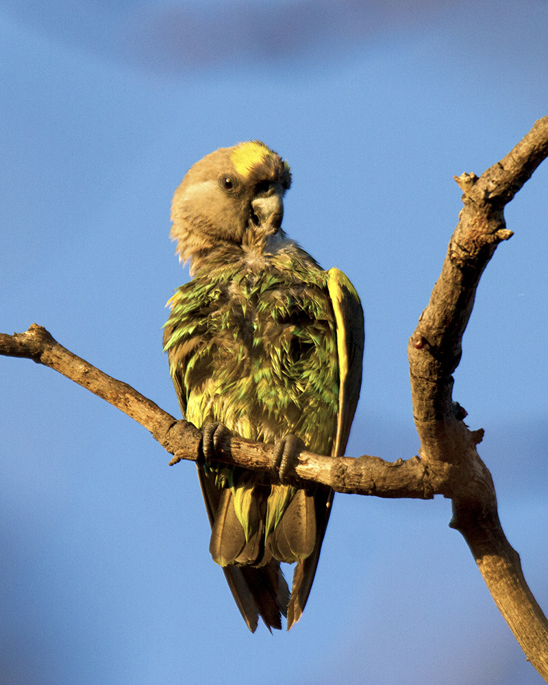 Meyer's Parrot from Serowe, Botswana on June 22, 2018 at 07:25 AM by ...