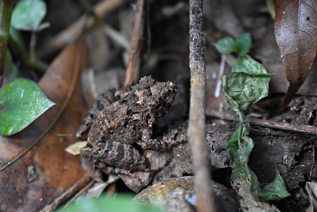 Common Forest Frog from Mount Makiling, Los Baños, Laguna, Philippines ...