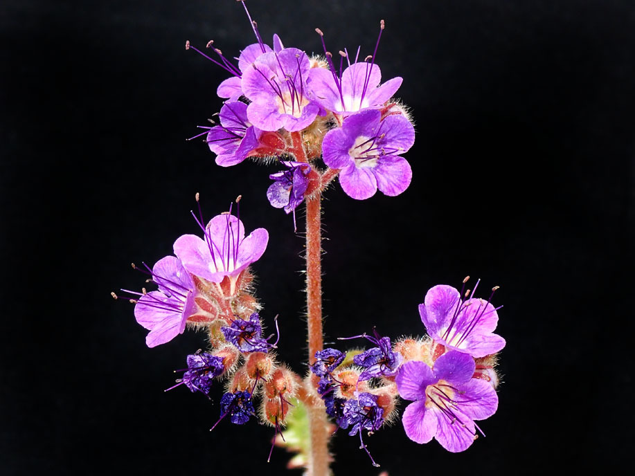 Notch-leaf Scorpionweed from Santa Rosa Wildlife Area, Riverside ...