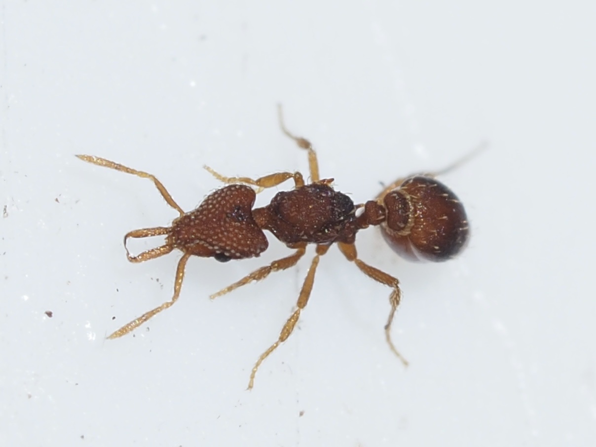 Strumigenys louisianae Roger, 1863