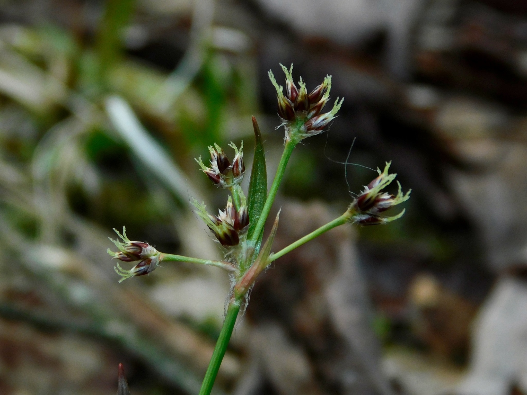 Luzula echinata (Small) F.J.Herm.