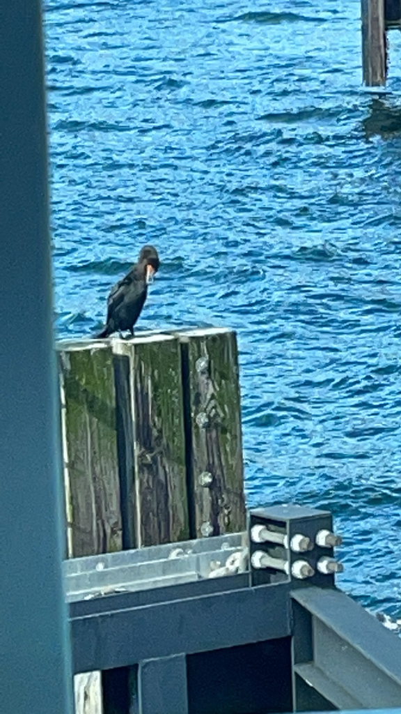 Double-crested Cormorant from Seattle on March 13, 2023 at 03:49 PM by ...