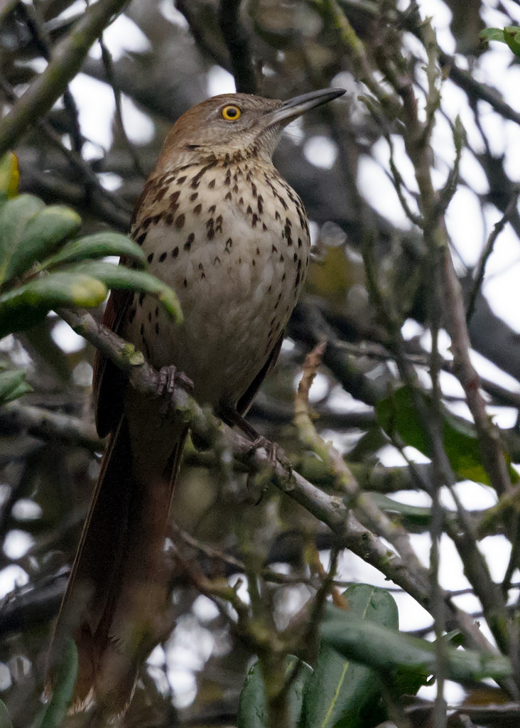 Brown Thrasher from La Playa, San Diego, CA, USA on March 10, 2018 at ...