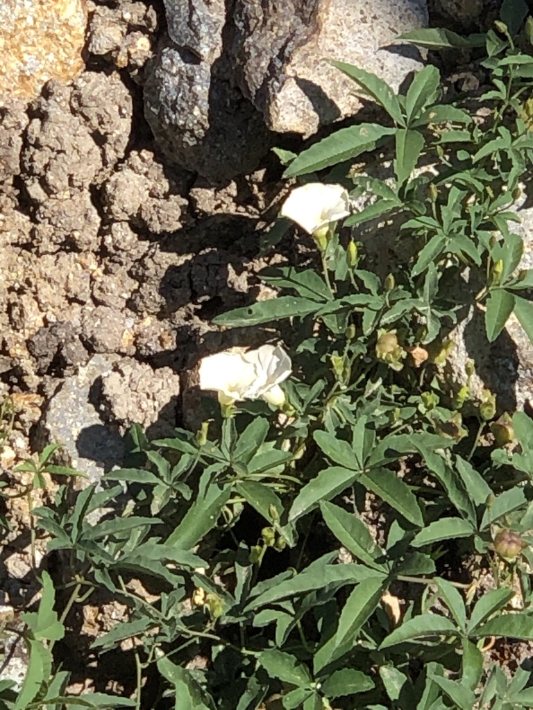 Rock Rosemary from Saint Kitts, Saint Kitts and Nevis, KN on March 13 ...