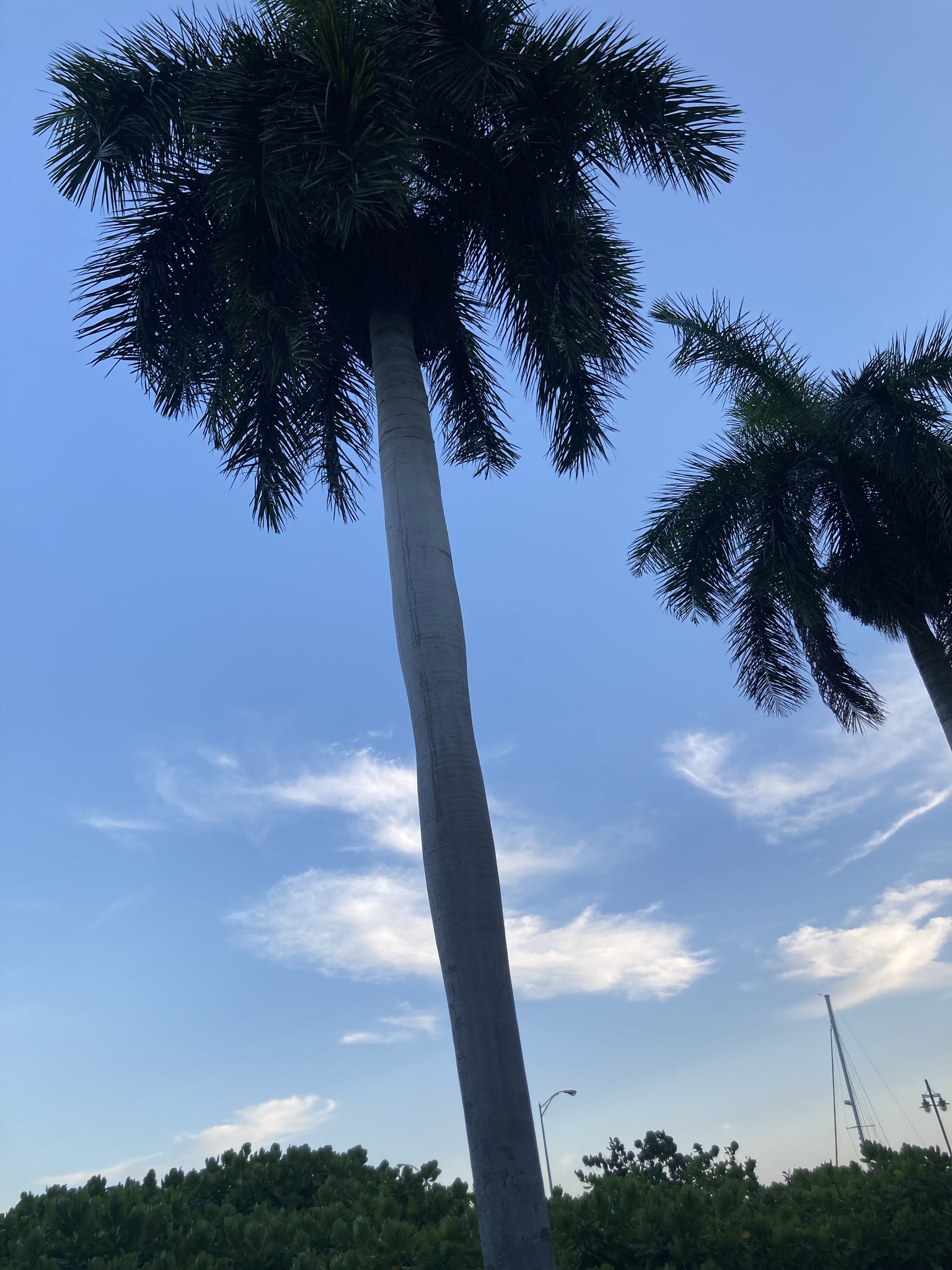 Roystonea regia (Kunth) O.F.Cook