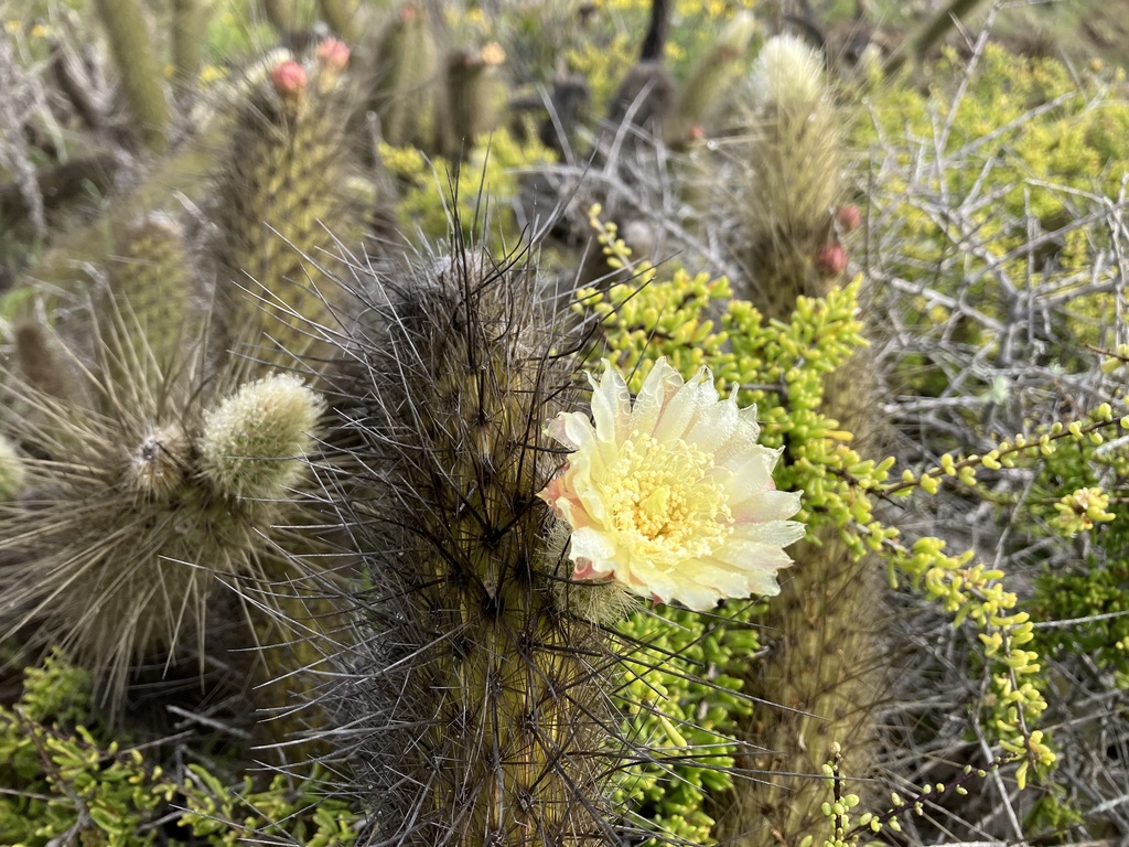 Golden-spined Cereus in March 2023 by kanglan · iNaturalist