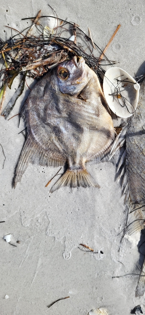 Atlantic Spadefish from Hillsborough County, FL, USA on March 12, 2023 ...