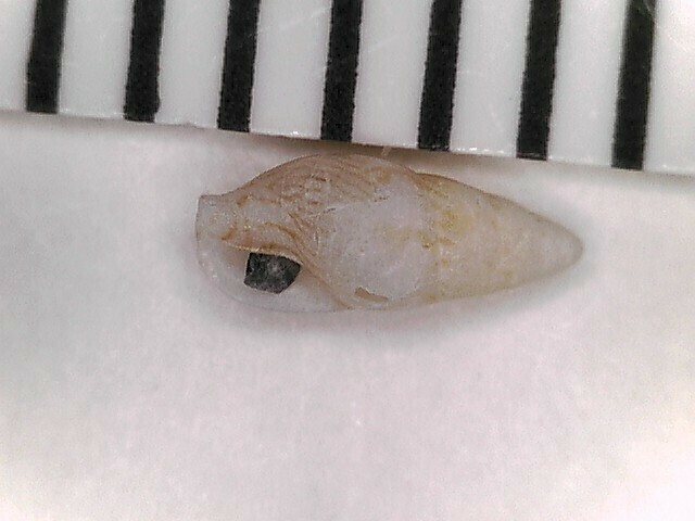 Lunate Dove Shell from Captiva, FL 33924, USA on July 13, 2022 at 06:30 ...