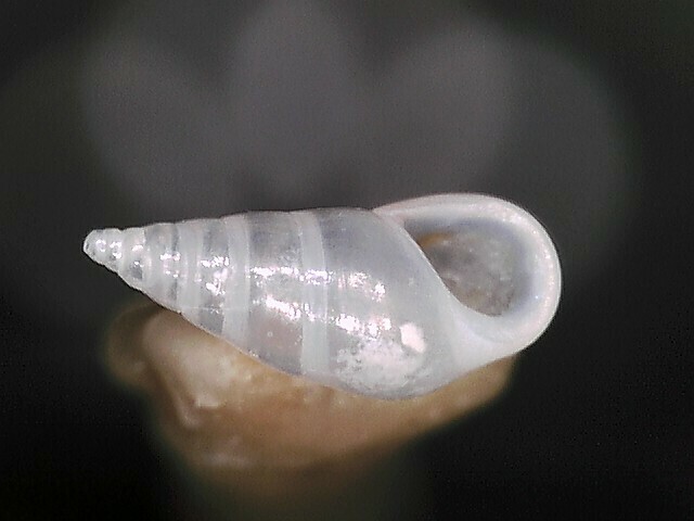 Smooth Risso from Captiva, FL 33924, USA on July 13, 2022 at 06:30 AM ...