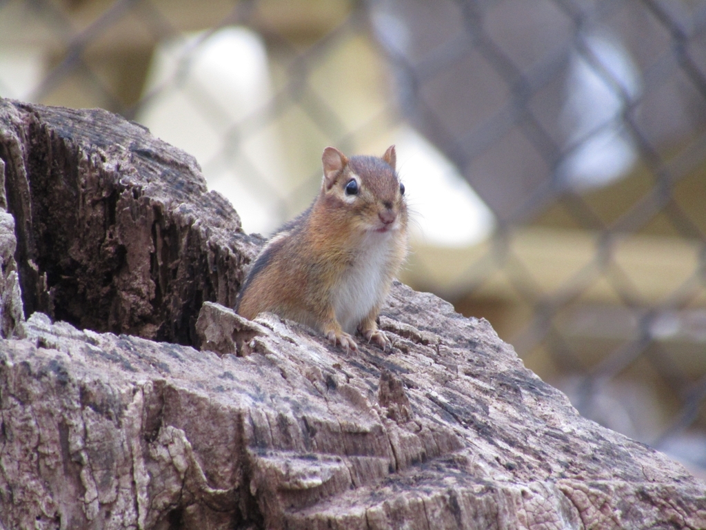 Eastern Chipmunk from Arlington, VA 22207, USA on March 13, 2023 at 07: ...