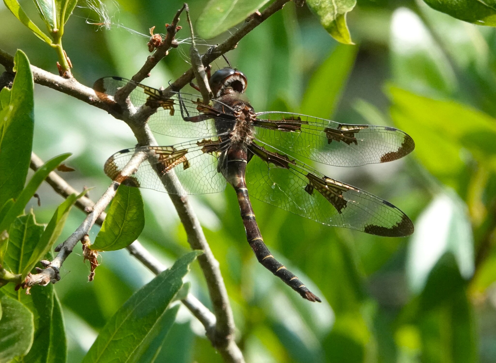 Epitheca princeps Hagen, 1861