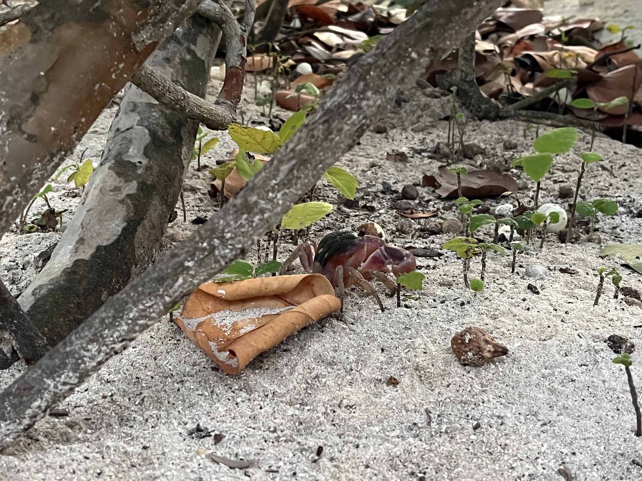 Gecarcinus lateralis Guérin, 1832