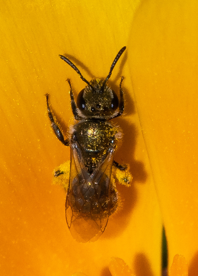 Metallic Sweat Bees from Point Loma, San Diego, CA, USA on March 13 ...