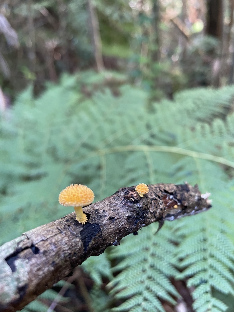 Golden-scruffy Collybia from Broken Head Rd, Suffolk Park, NSW, AU on ...