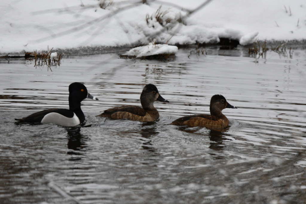 Ring-necked Duck from Tucker County, WV, USA on March 13, 2023 at 02:39 ...