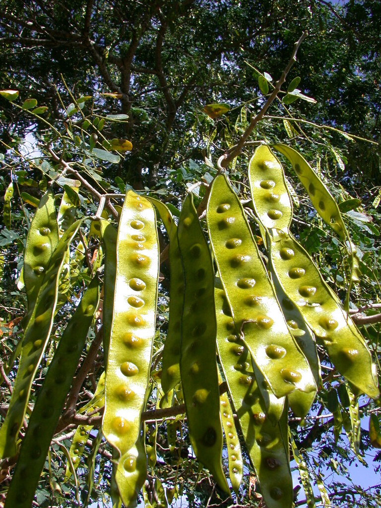 Molucca Albizia from Ua Huka, French Polynesia on June 13, 2004 at 02: ...
