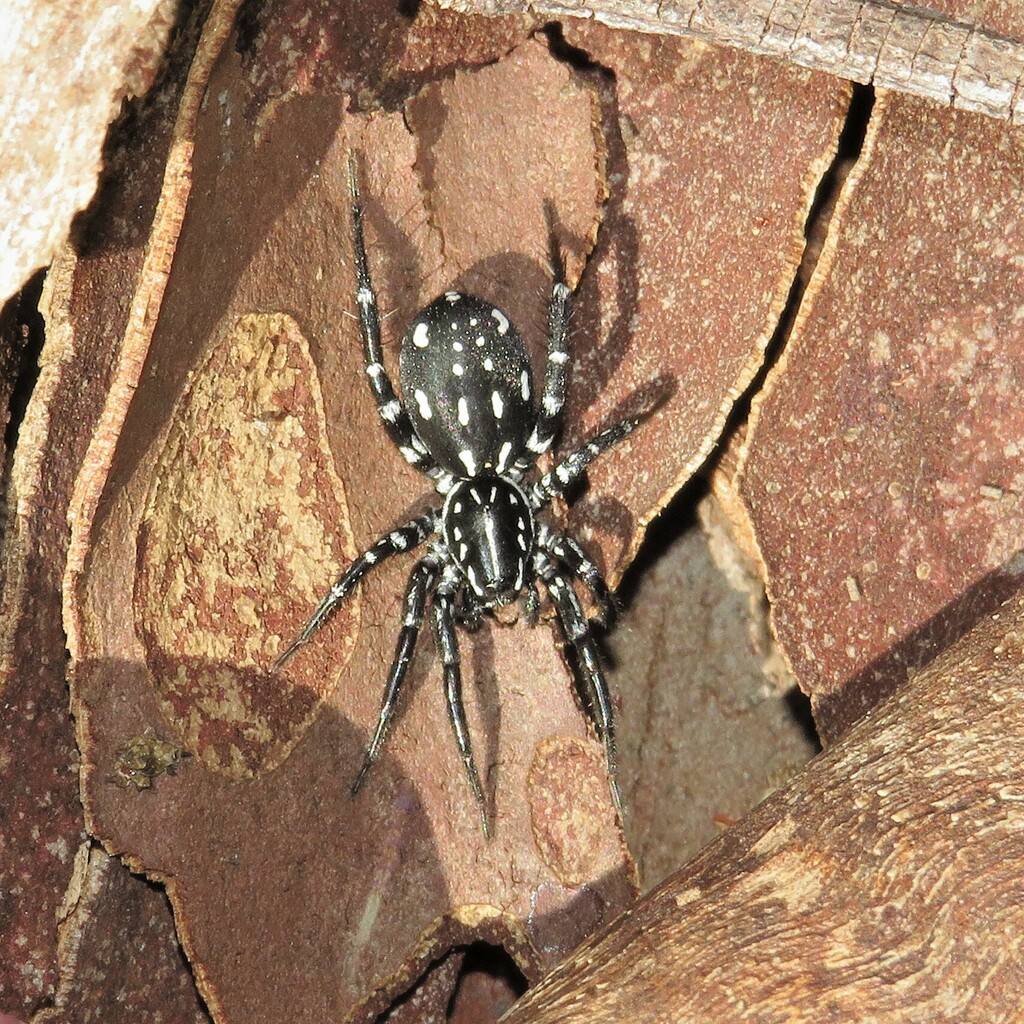 White-spotted Swift Spider from Bermagui NSW 2546, Australia on ...