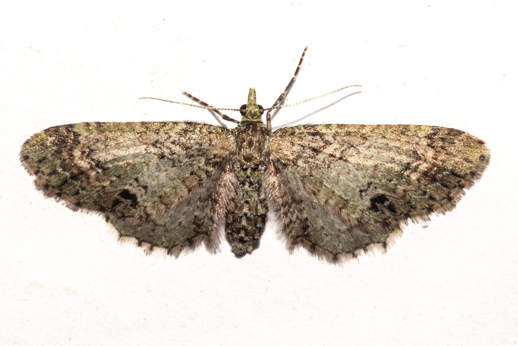 Pasiphila cotinaea from Mount Hamilton, New Zealand on March 7, 2023 at ...