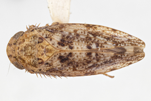 Prairiana serrata · iNaturalist