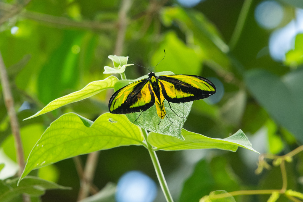 Paradise Birdwing from 印尼巴布亞納比雷縣 on October 2, 2019 at 10:36 AM by Arex ...