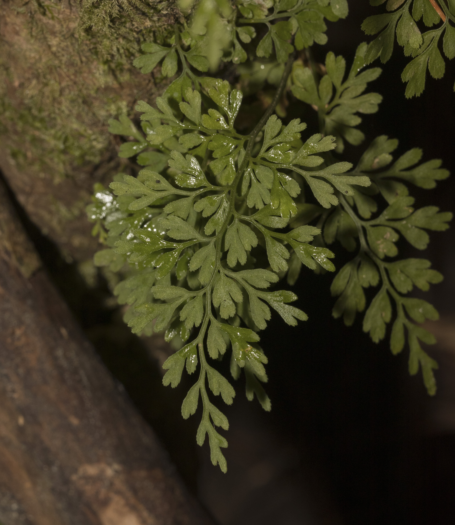 Asplenium dareoides Desv.