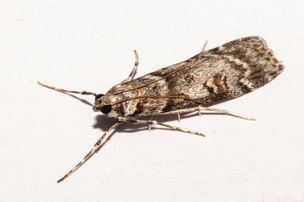Scoparia petrina from Mount Hamilton, New Zealand on March 07, 2023 at ...