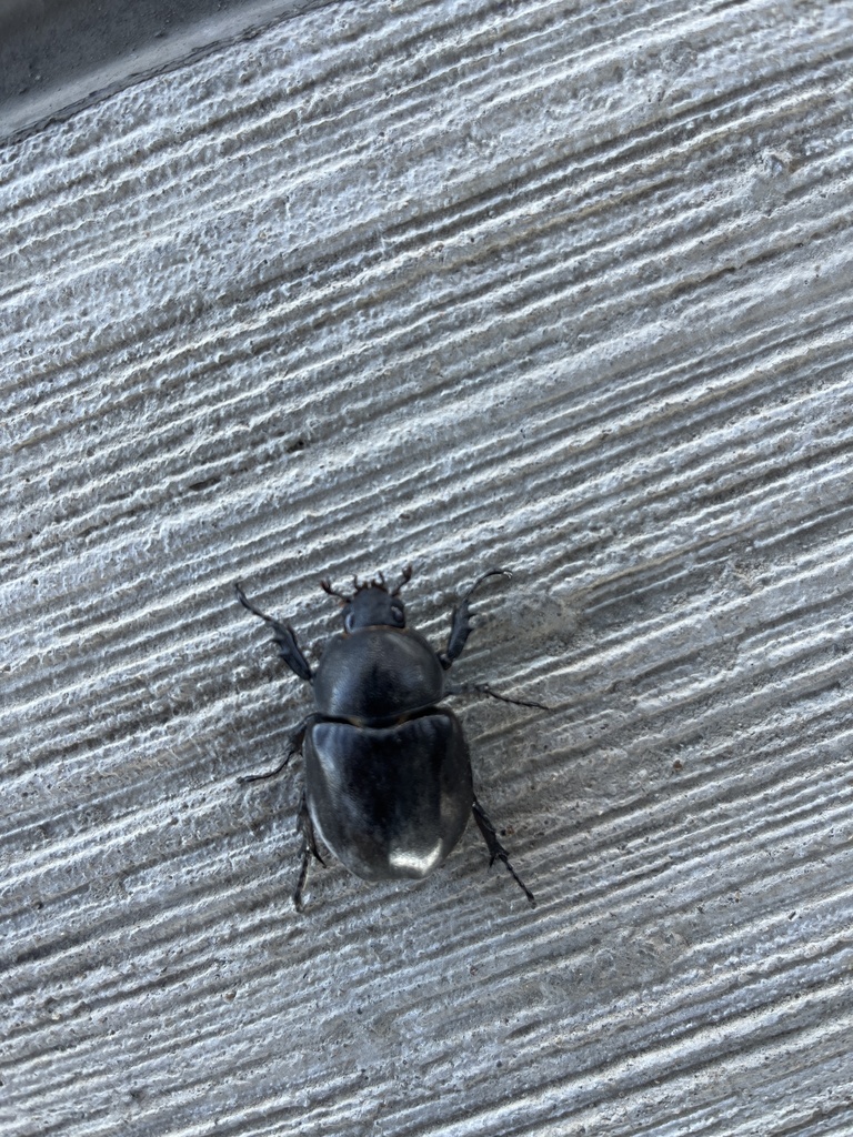 Beetles from RAAF Base Amberley, Amberley, QLD, AU on March 14, 2023 at ...