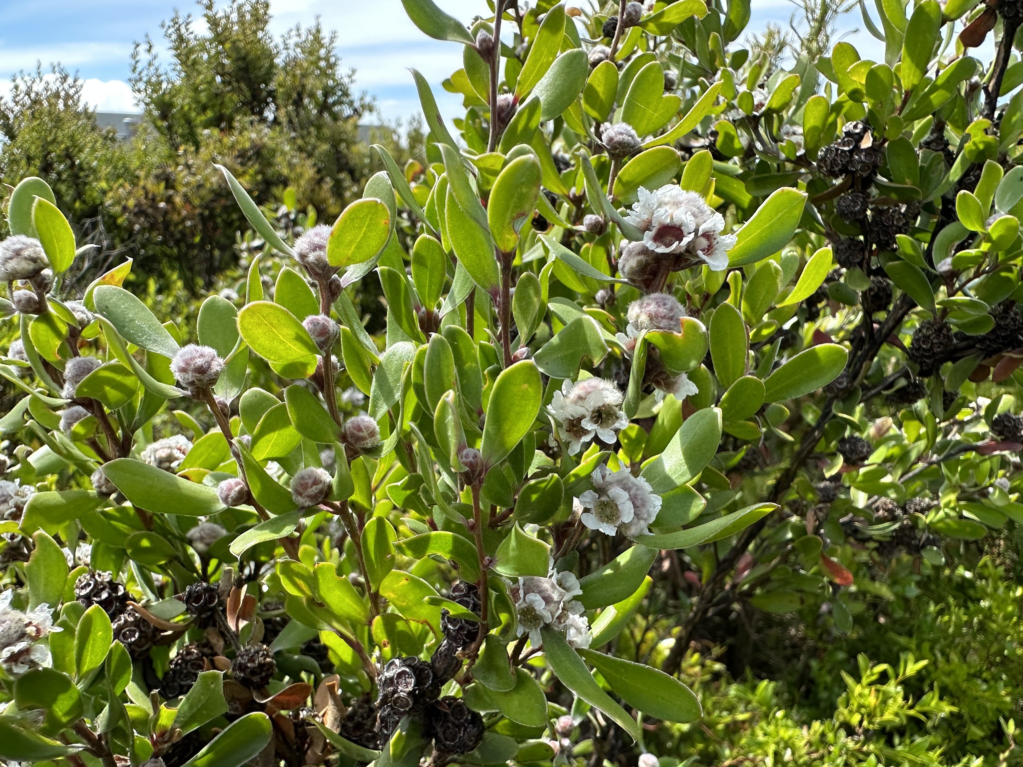 Taxandria marginata (Labill.) J.R.Wheeler & N.G.Marchant