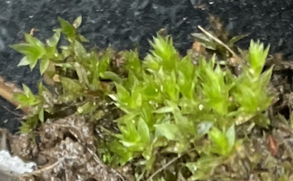 Hyophila Brid.