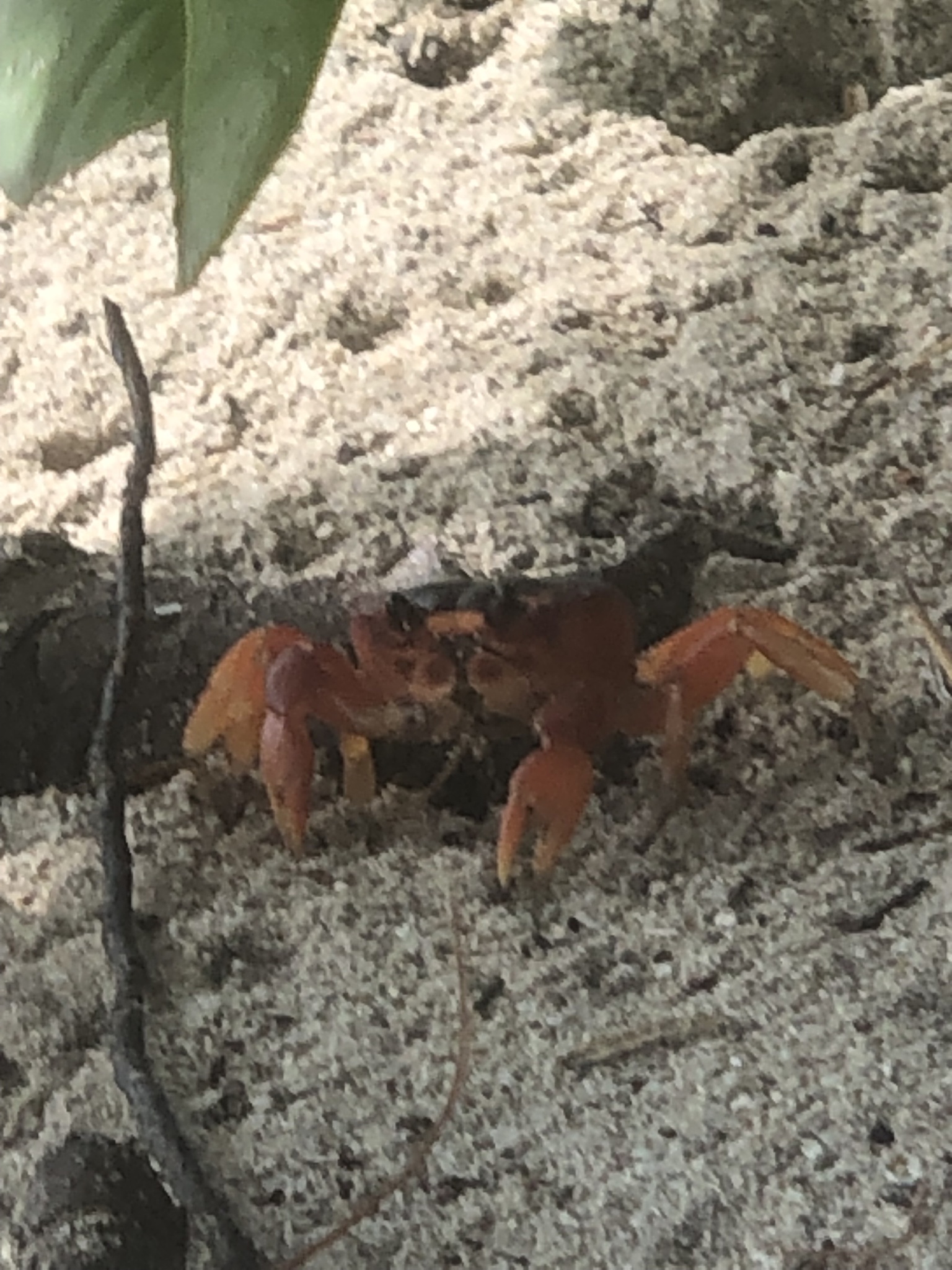 Gecarcinus lateralis Guérin, 1832