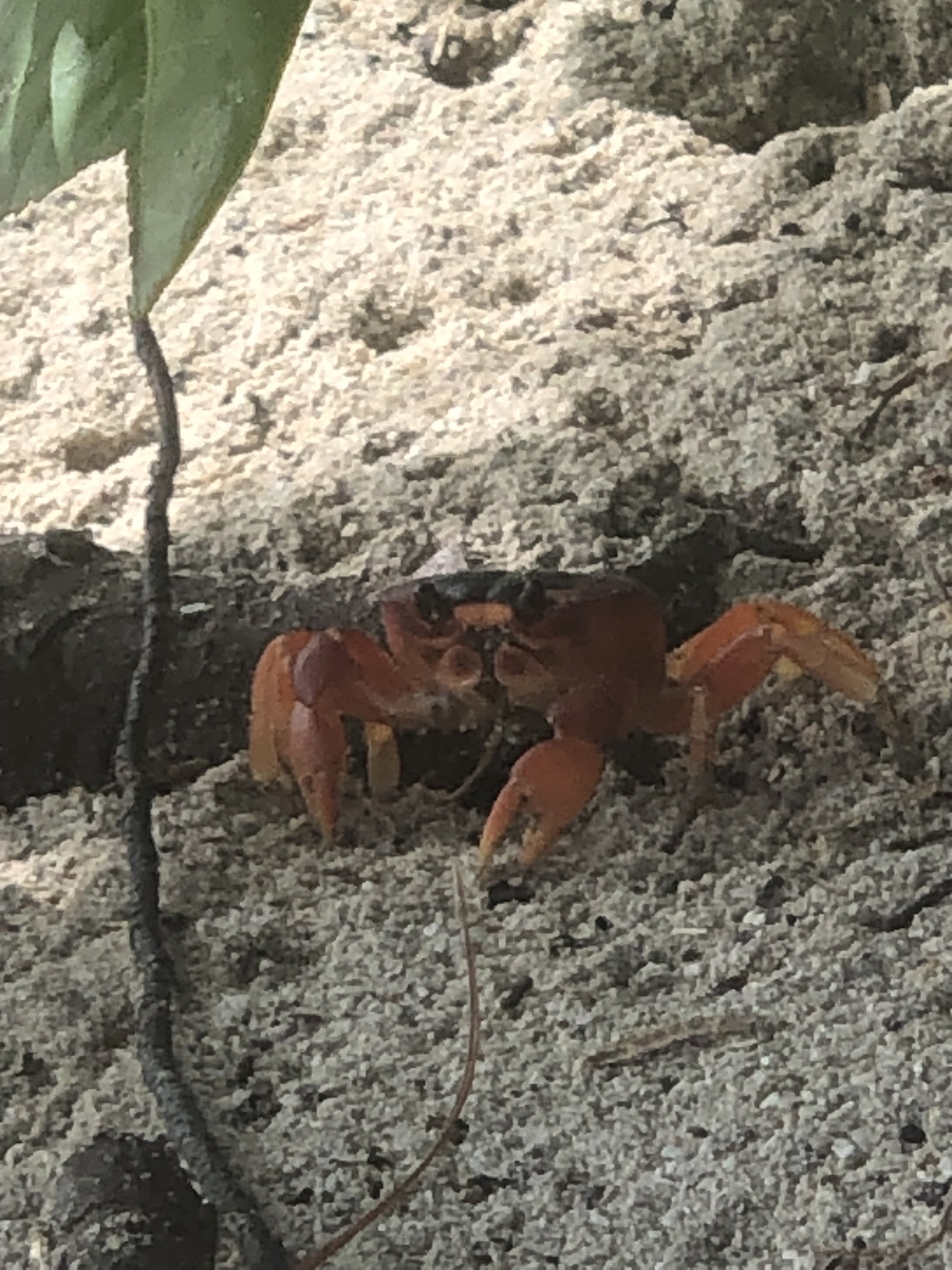 Gecarcinus lateralis Guérin, 1832