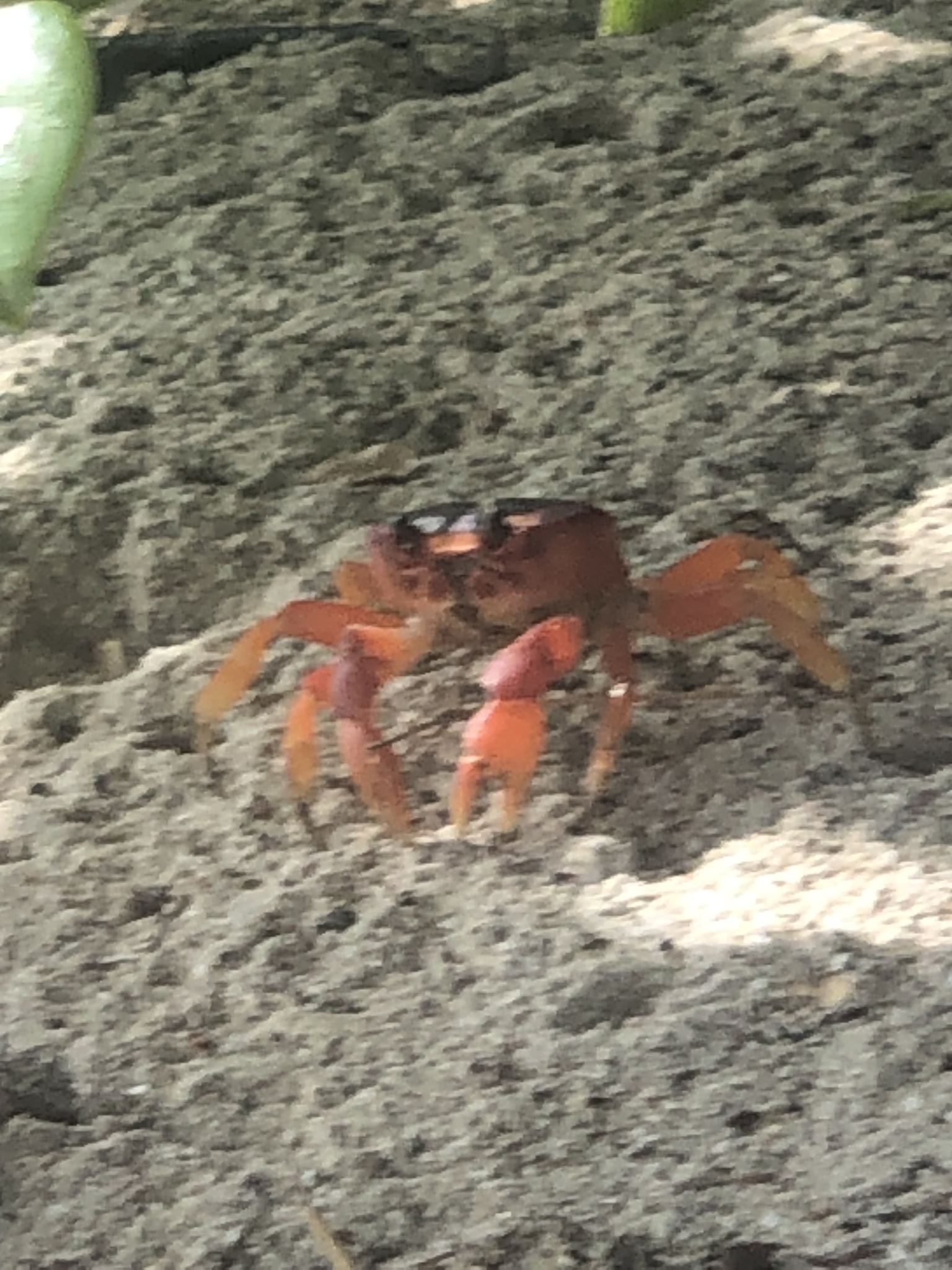 Gecarcinus lateralis Guérin, 1832