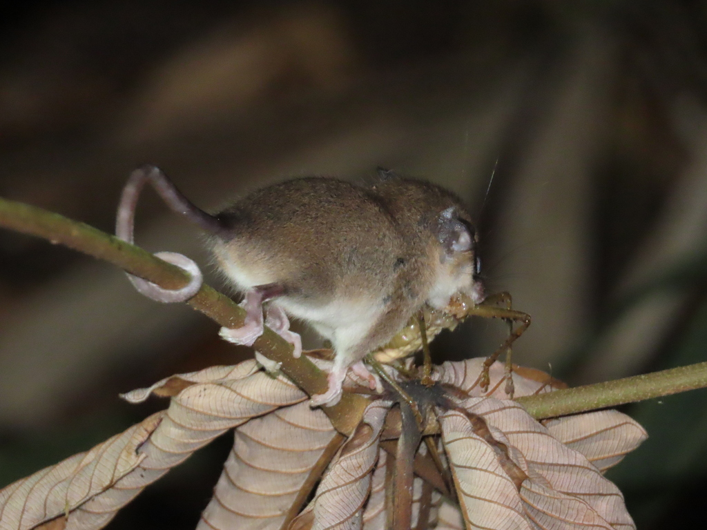 Bishop's Slender Opossum from Manú Province, Peru on October 26, 2022 ...