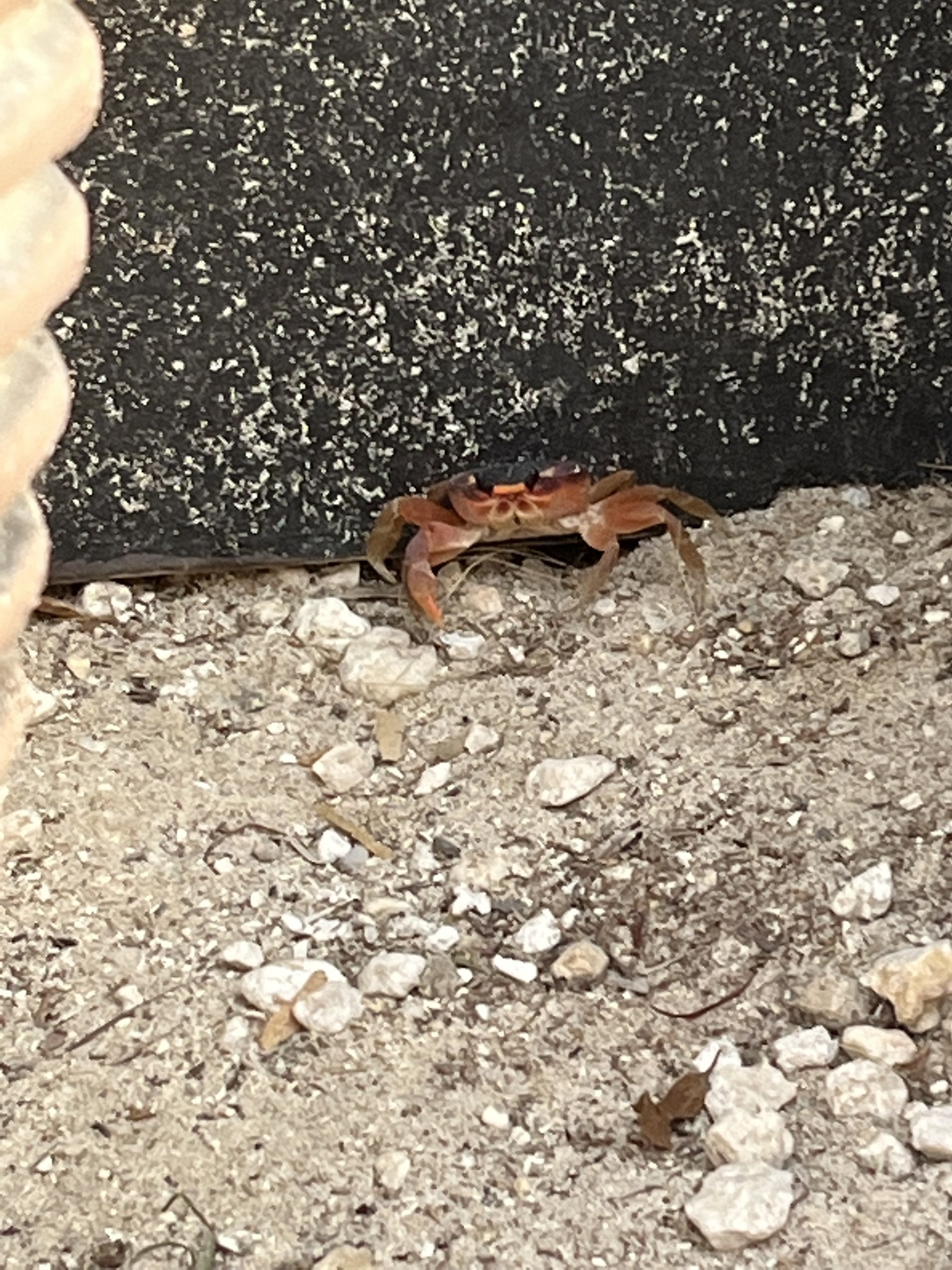 Gecarcinus lateralis Guérin, 1832