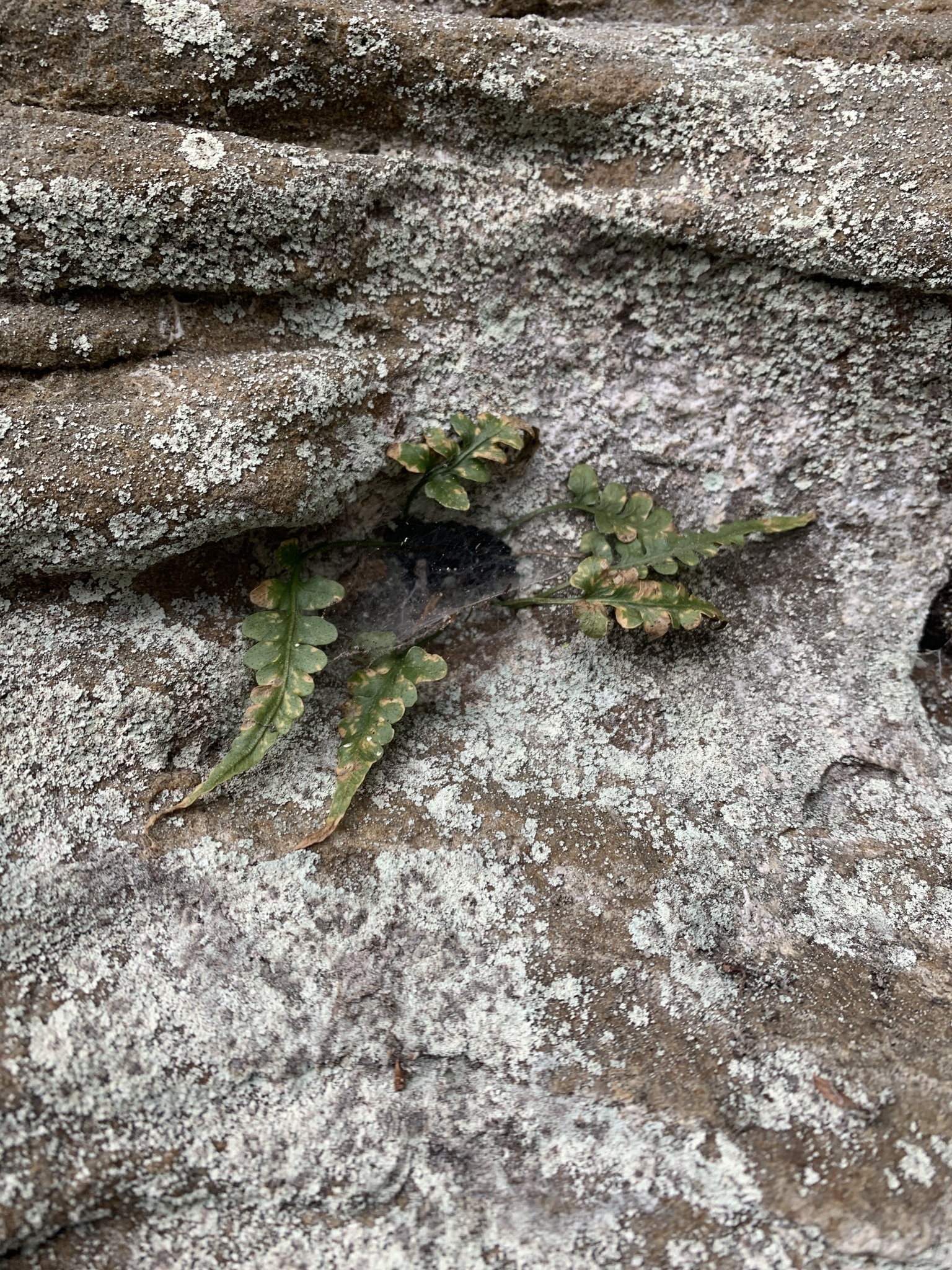 Asplenium pinnatifidum Nutt.