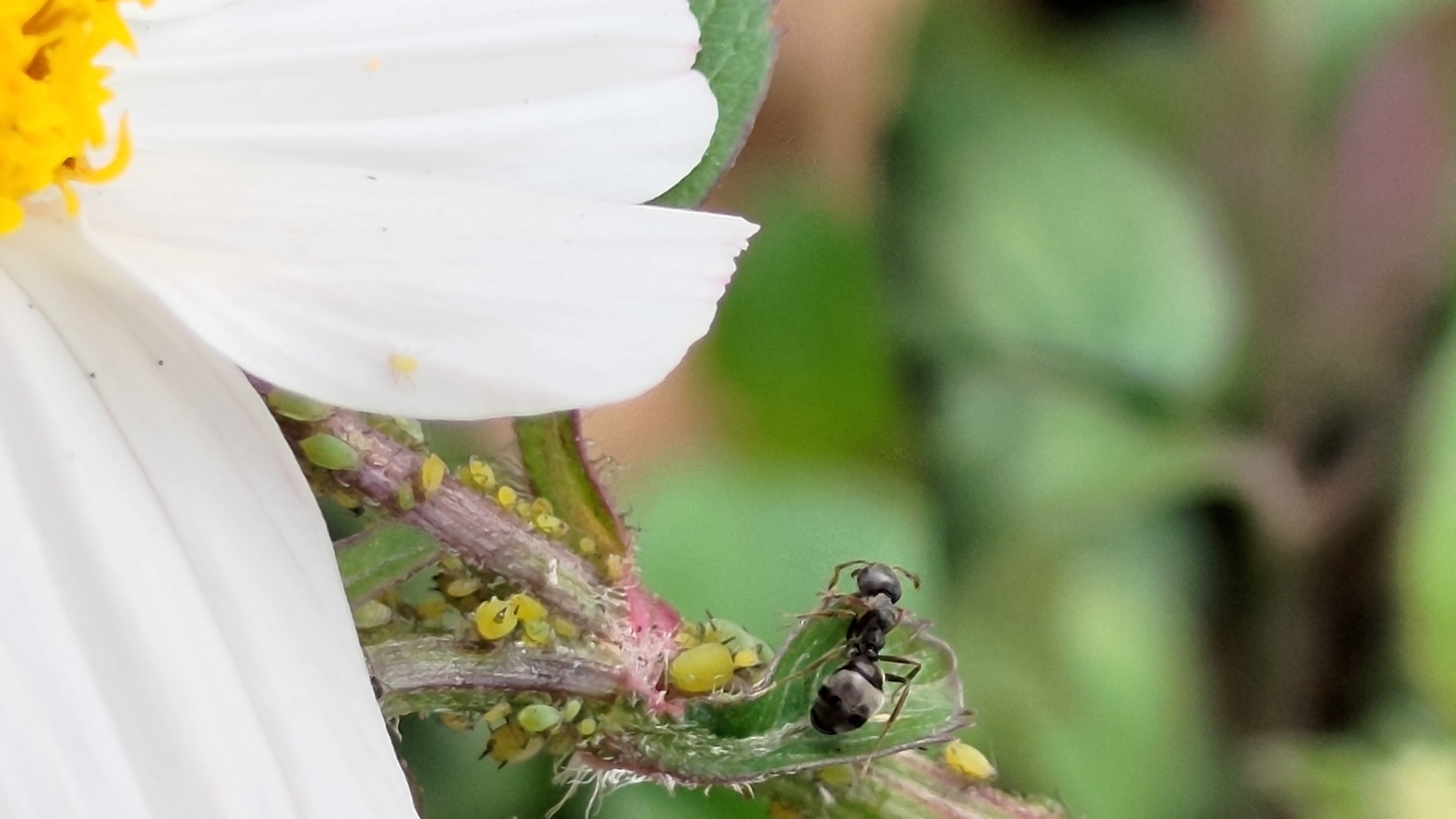 Dolichoderus thoracicus (Smith, 1860)