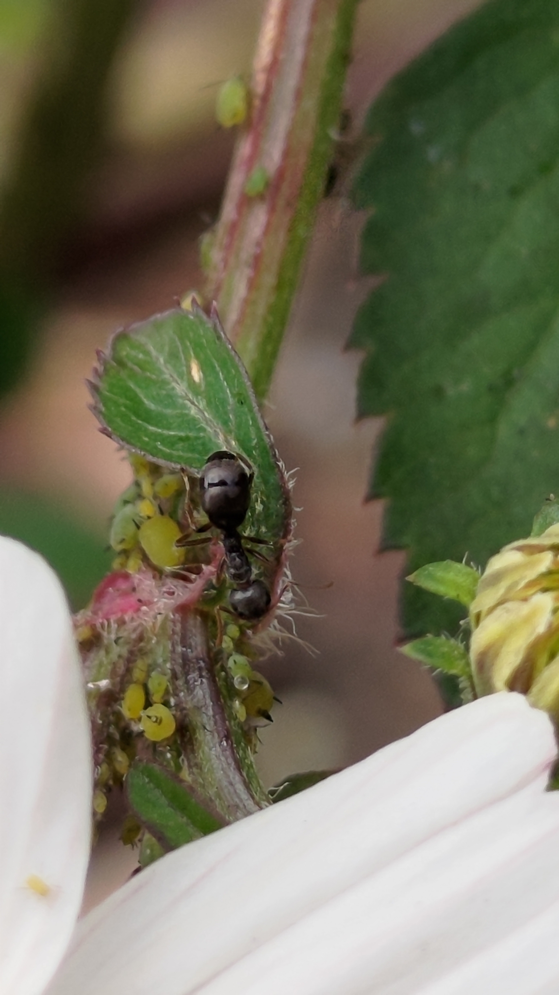 Dolichoderus thoracicus (Smith, 1860)