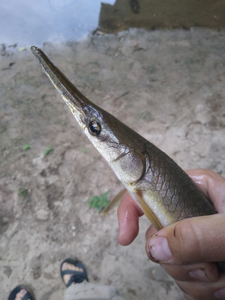 Shortnose Gar in July 2022 by warmouthkee · iNaturalist