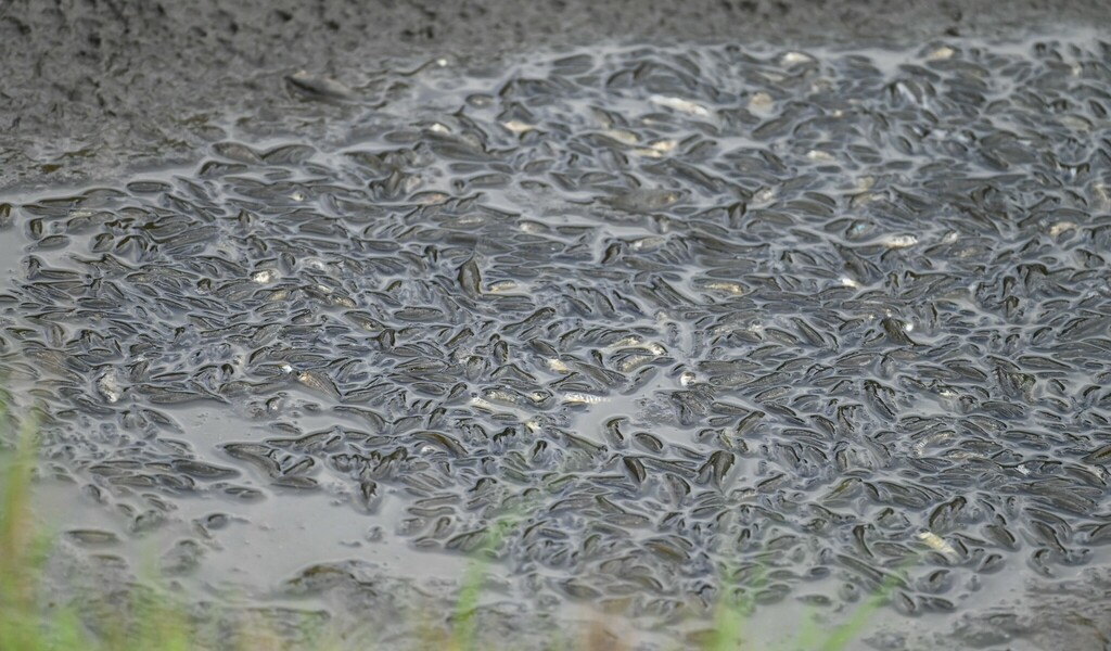 Sheephead Minnow from Aransas County, TX, USA on March 13, 2023 at 05: ...